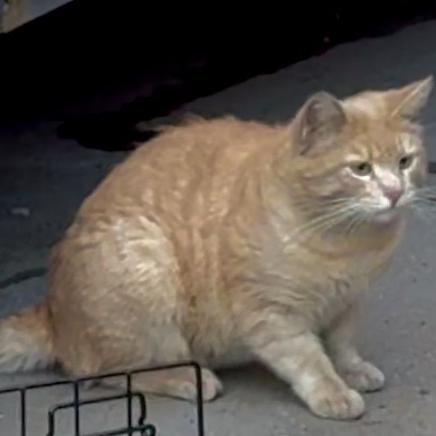 Котмк ищет дом