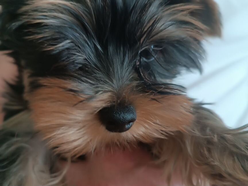 Продажа щенка йорка