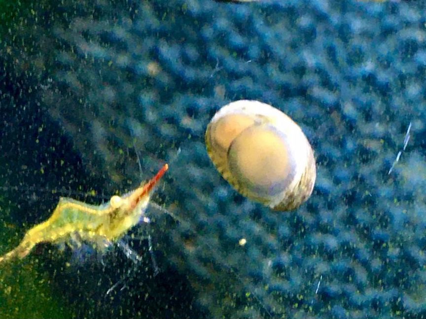 Теодоксус улитка