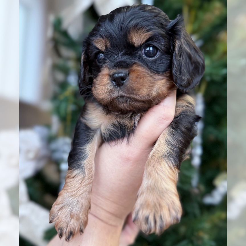 Кавалер кинг-чарльз-спаниель, щенок