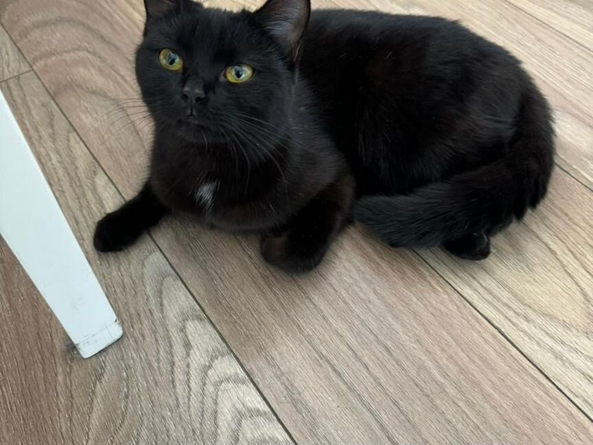 Черная кошка