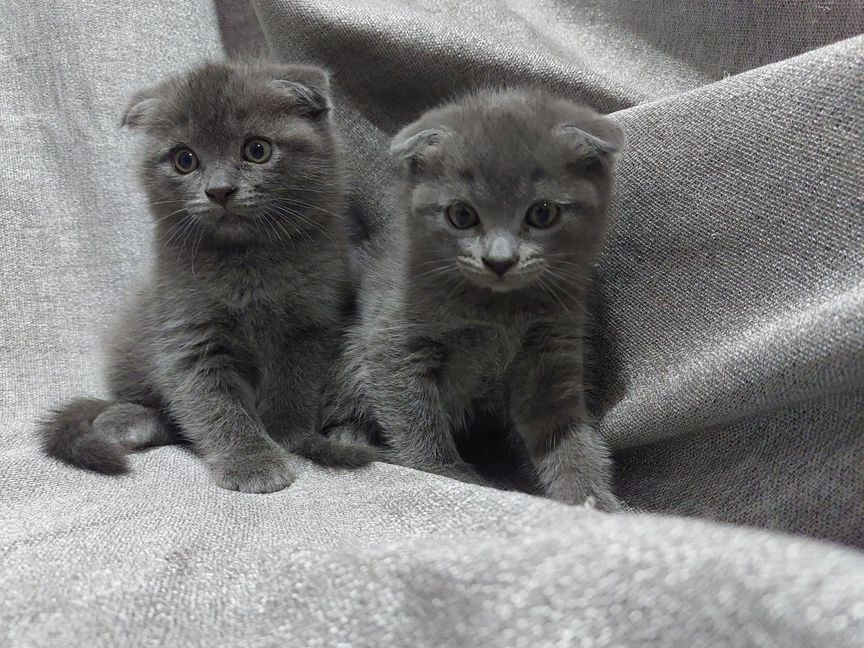 Шотландские вислоухие котята