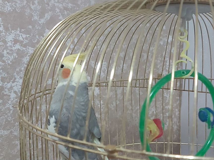 Очень красивый Корелла