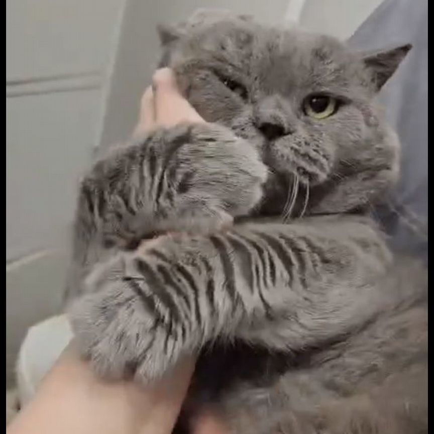 Крупный серый британский кот Зевс. В дар