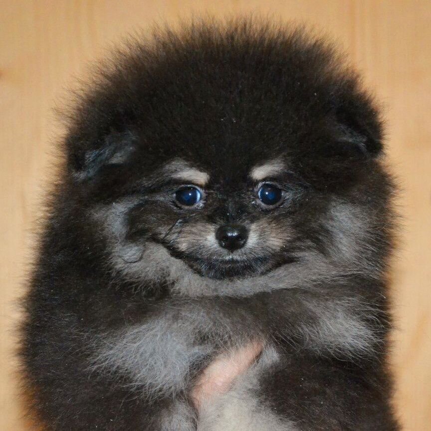 Померанский шпиц мини черно подпалый девочка