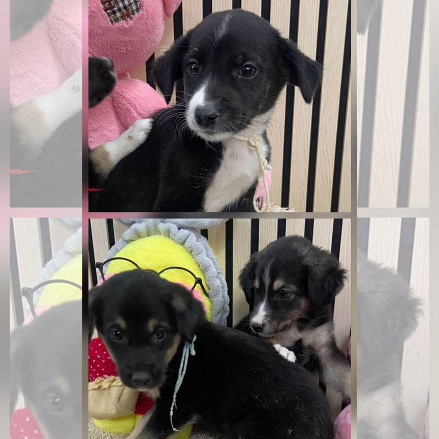 Щенок в добрые руки