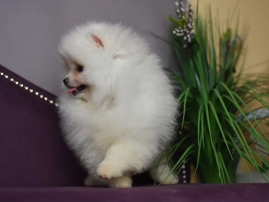 Детишки шпицов