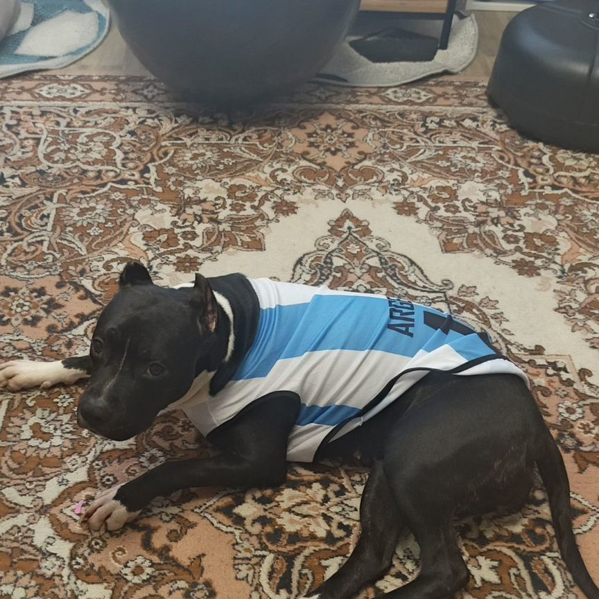 Американский стаффордширский терьер, взрослая собака