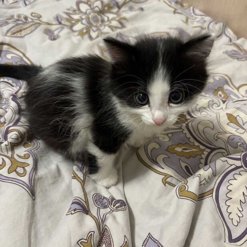 Котёнок в добрые руки