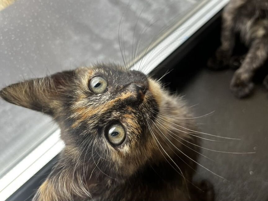 Котенок в дар