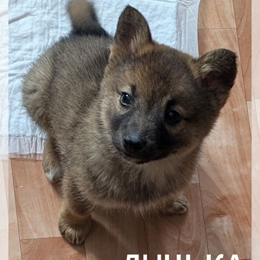 Щенок в добрые руки