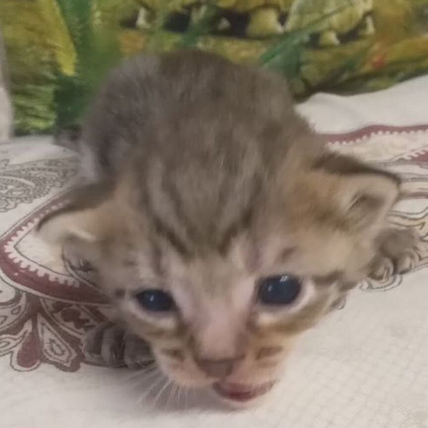 Котята отдам даром