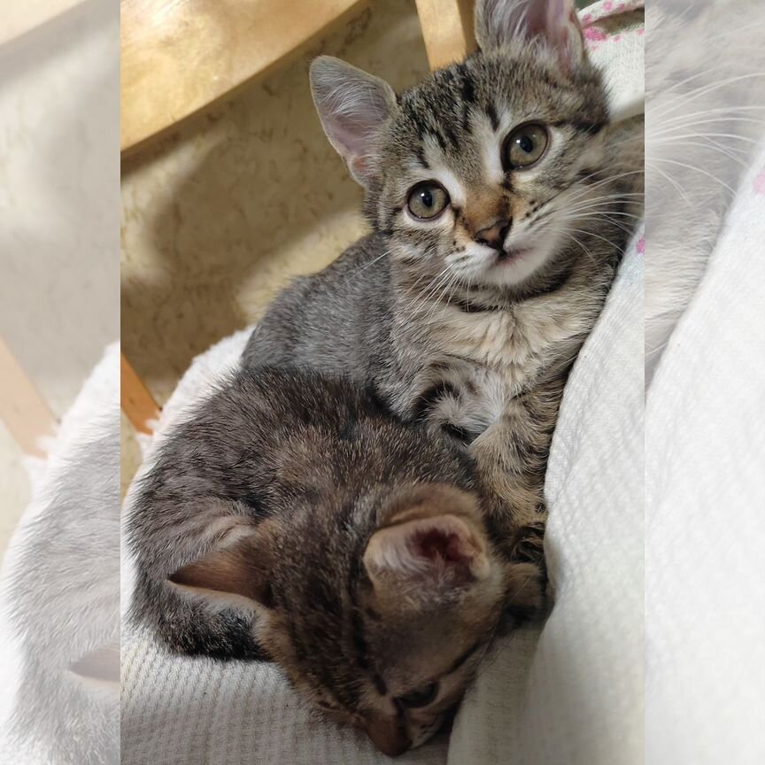 Тигровые котята