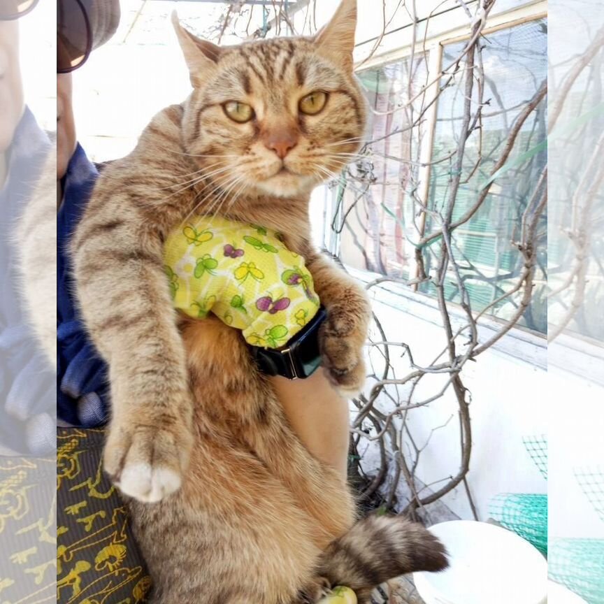 Европейский короткошёрстный, взрослый кот