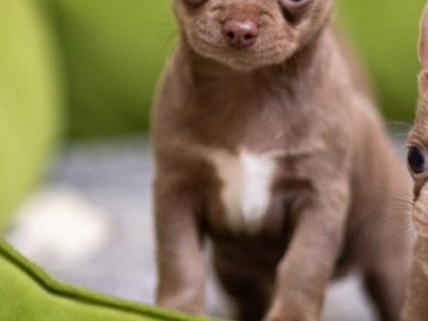 Щеночек чишечка