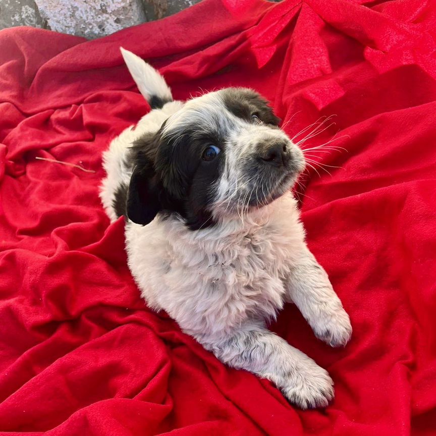 Барашка Мотю подкинули