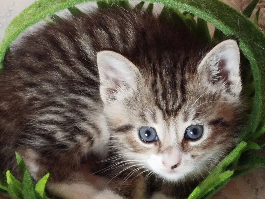 Котенок в добрые руки