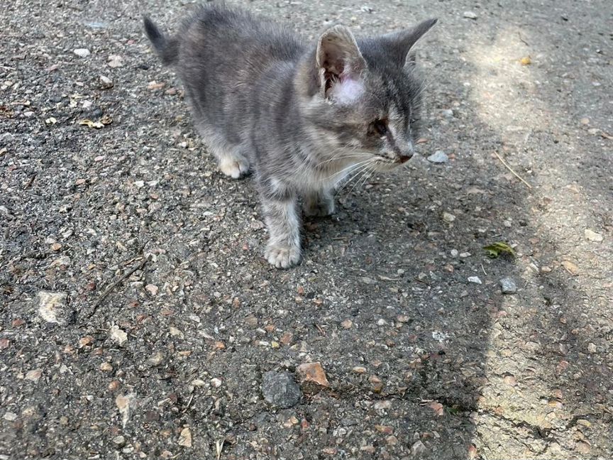 Слепой малыш в поиске дома