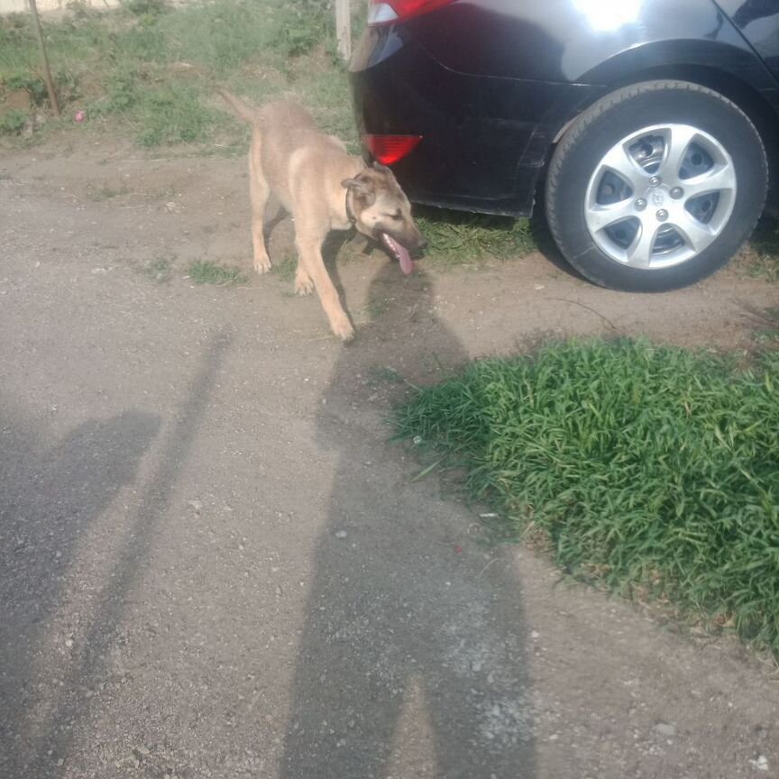 Отдам отличного охранника в добрые руки