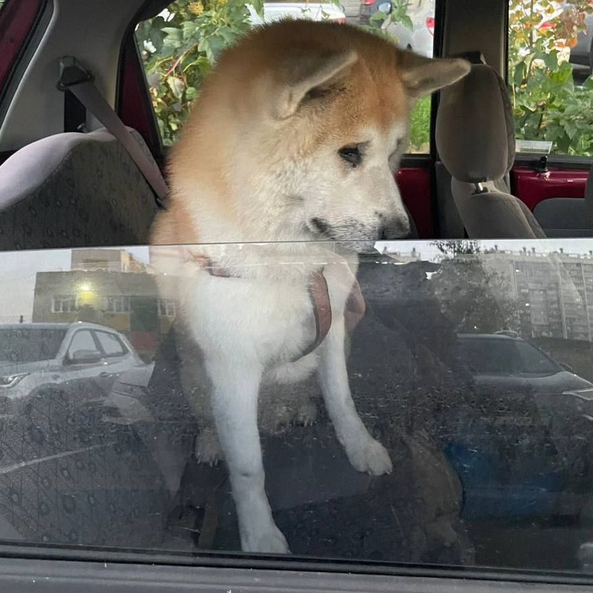 Акита ину бесплатно