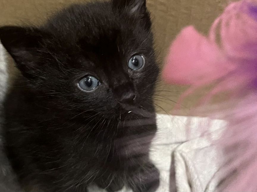 Кот, черный котенок мальчик