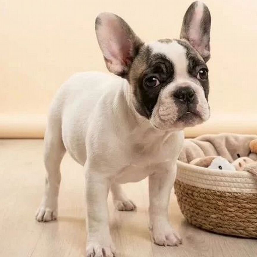 Французский бульдог, щенок