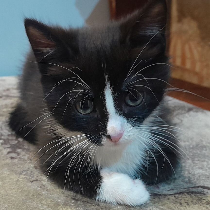 Котёнок в добрые руки