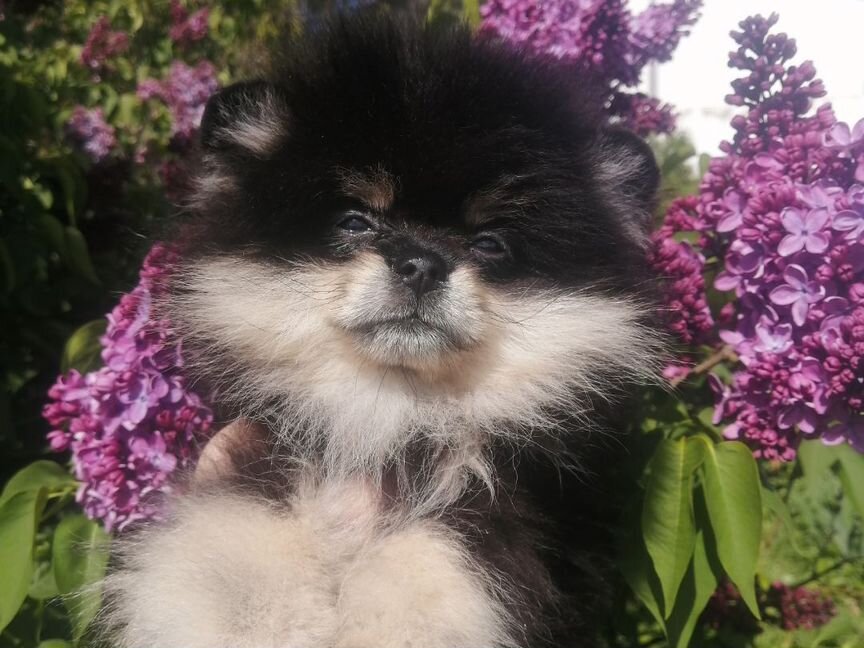 Шпиц мини куколка