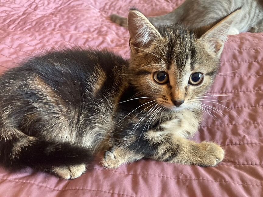 Котята