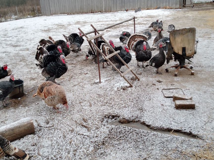 Индюк и индюшки