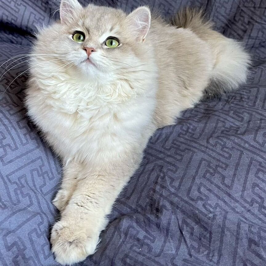 Золотая шиншилла котенок