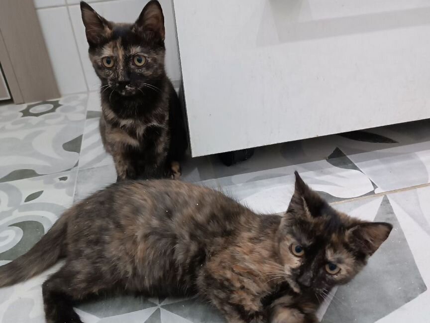 Кошечки в добрые руки