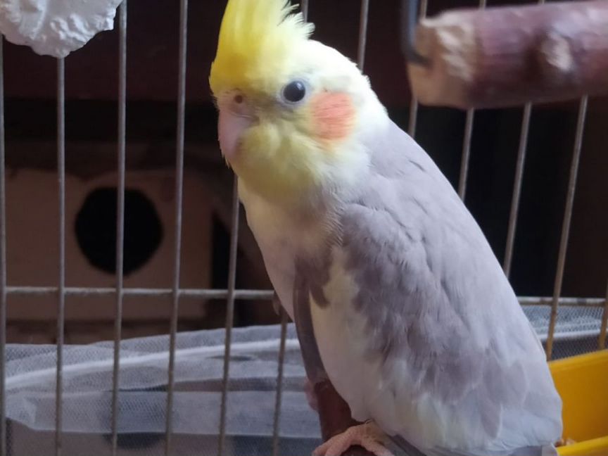 Попугай Корелла