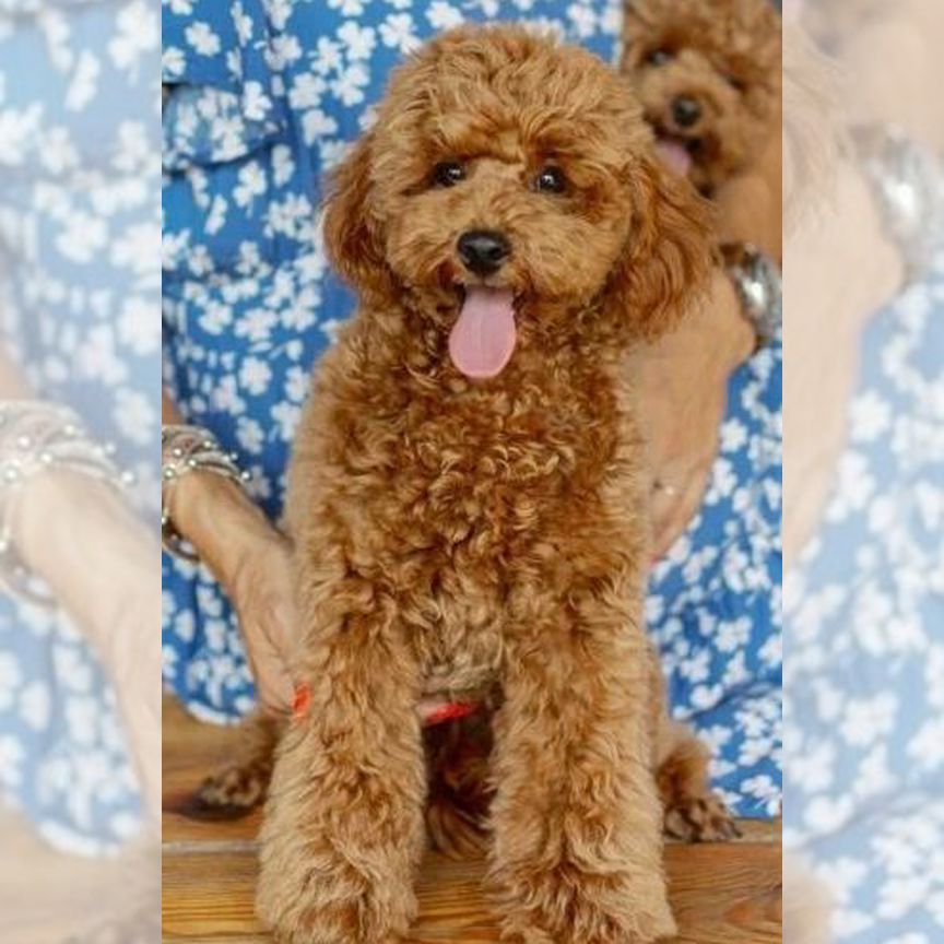 Той-пудель подросток