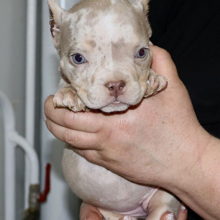 Американский булли, щенок