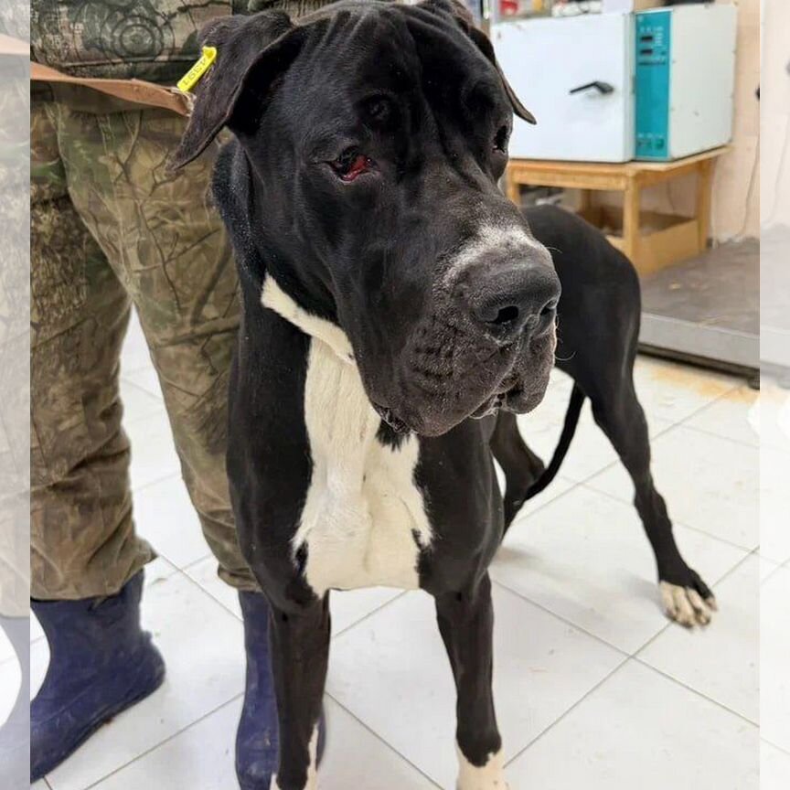 Немецкий дог, взрослый пёс