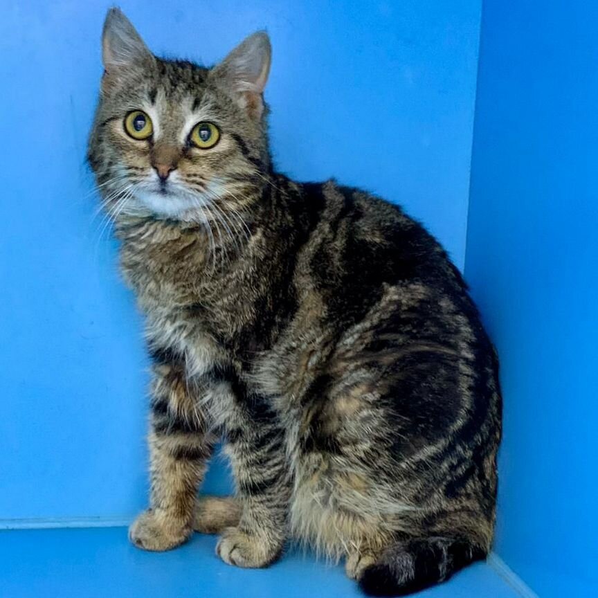 Сладкий котик Шоколад так и вырос в боксе приюта