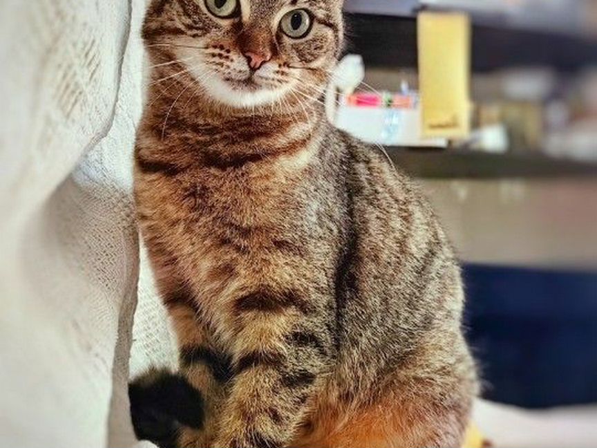 Кошка в добрые руки