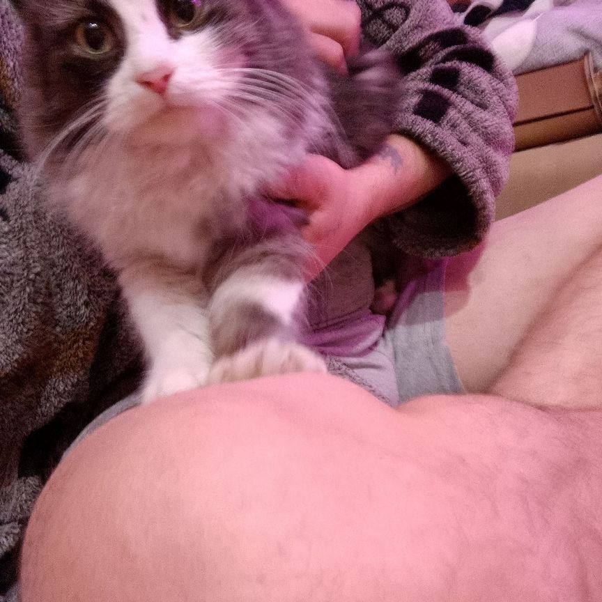 Найдена кошка