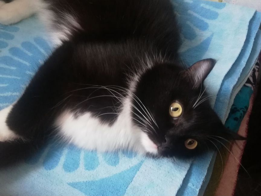 Котята мини мейн кун