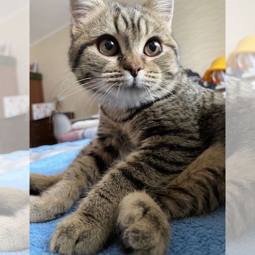 Взрослая кошка в добрые руки