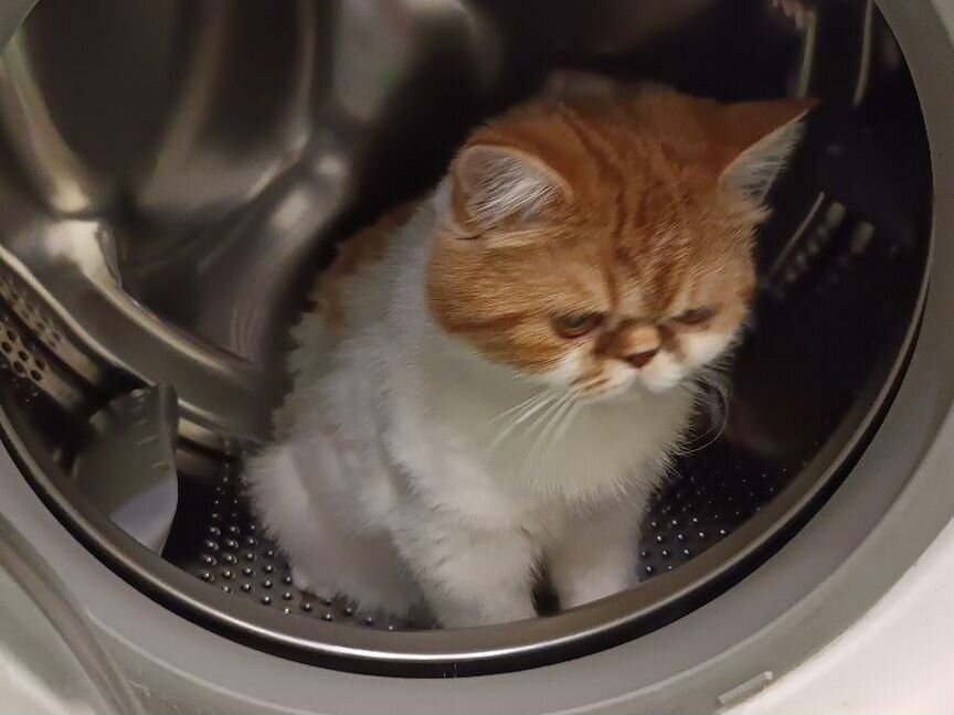 Экзотическая кошка