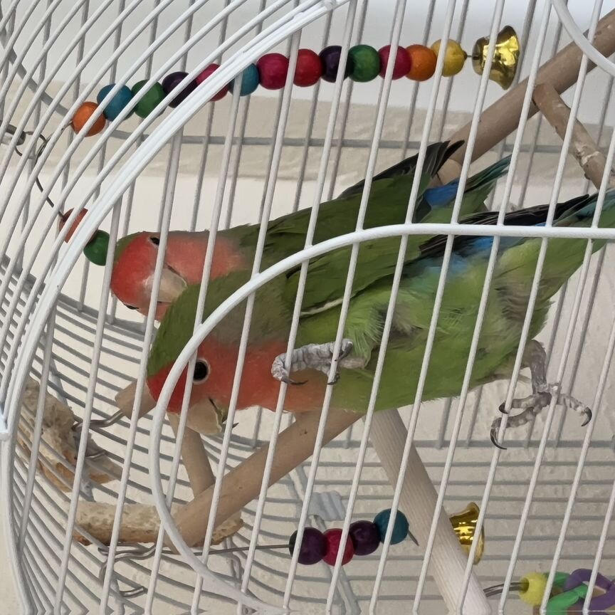 Попугаи неразлучники с клеткой