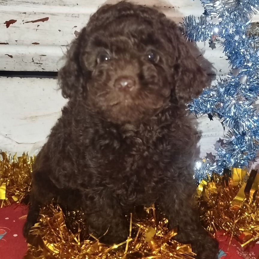 Той-пудель, щенок