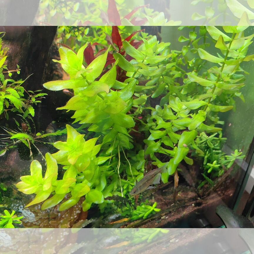 Аквариумные растения