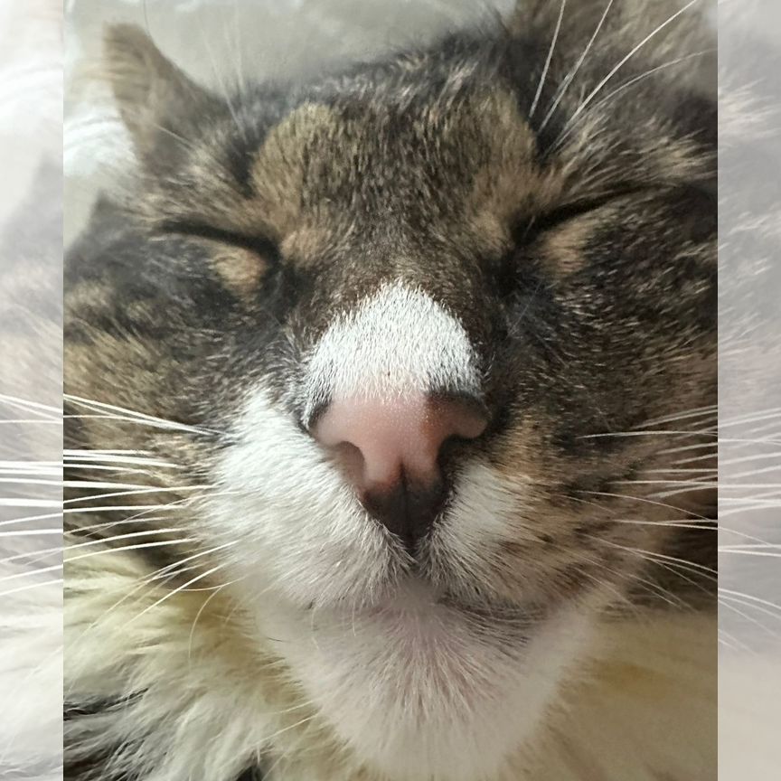 Зоогостиница для кошек