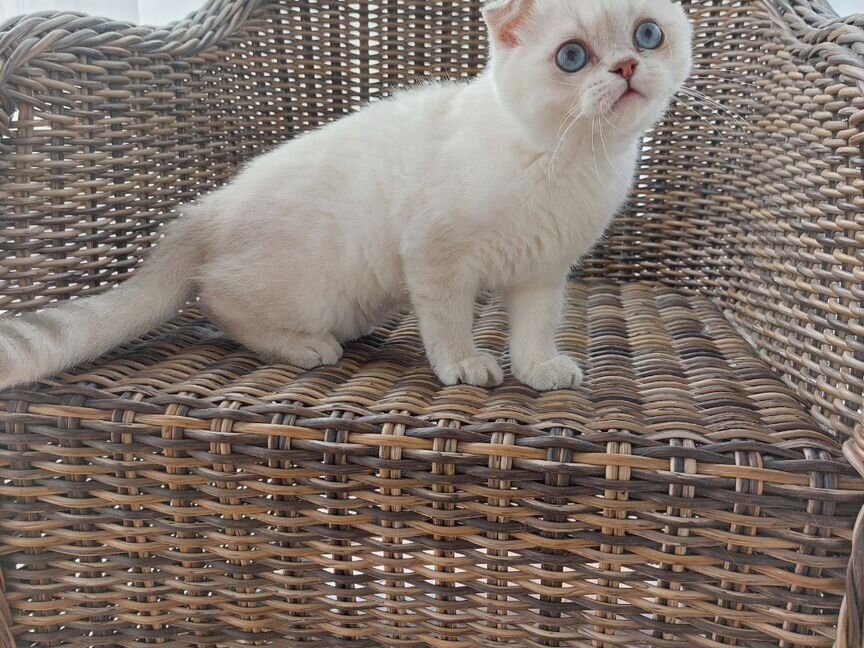 Шотландская вислоухая кошечка