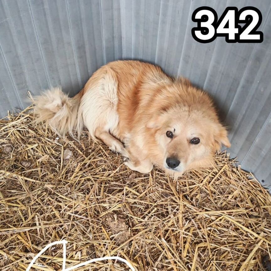 Взрослый пёс в добрые руки