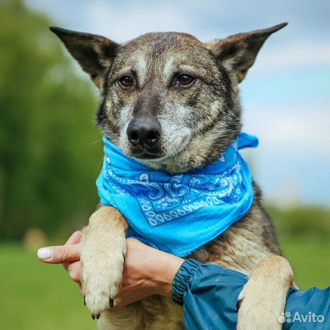 Спокойный маленький Кристофер так и ждет хозяина