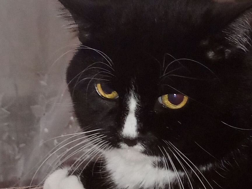 Британский кот